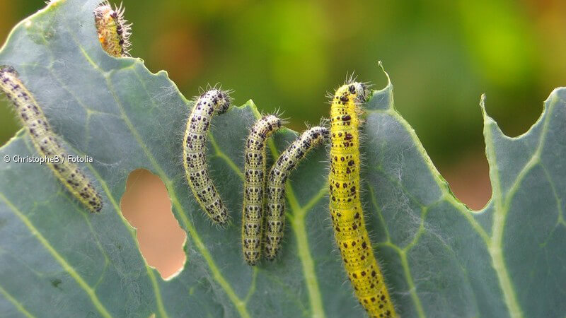 ᐅ Die Saison beginnt - der Eichenprozessionsspinner kommt