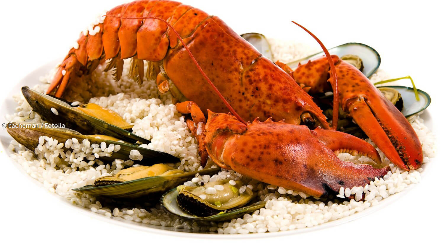 Kurzmeldungen zum Thema Hummer - paradisi.de