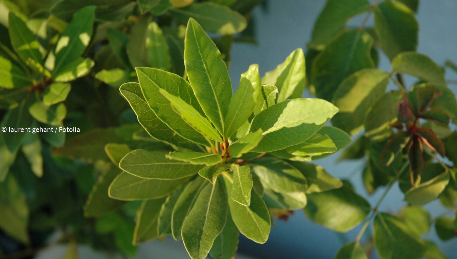 Kurzmeldungen zum Thema Kampfer - paradisi.de