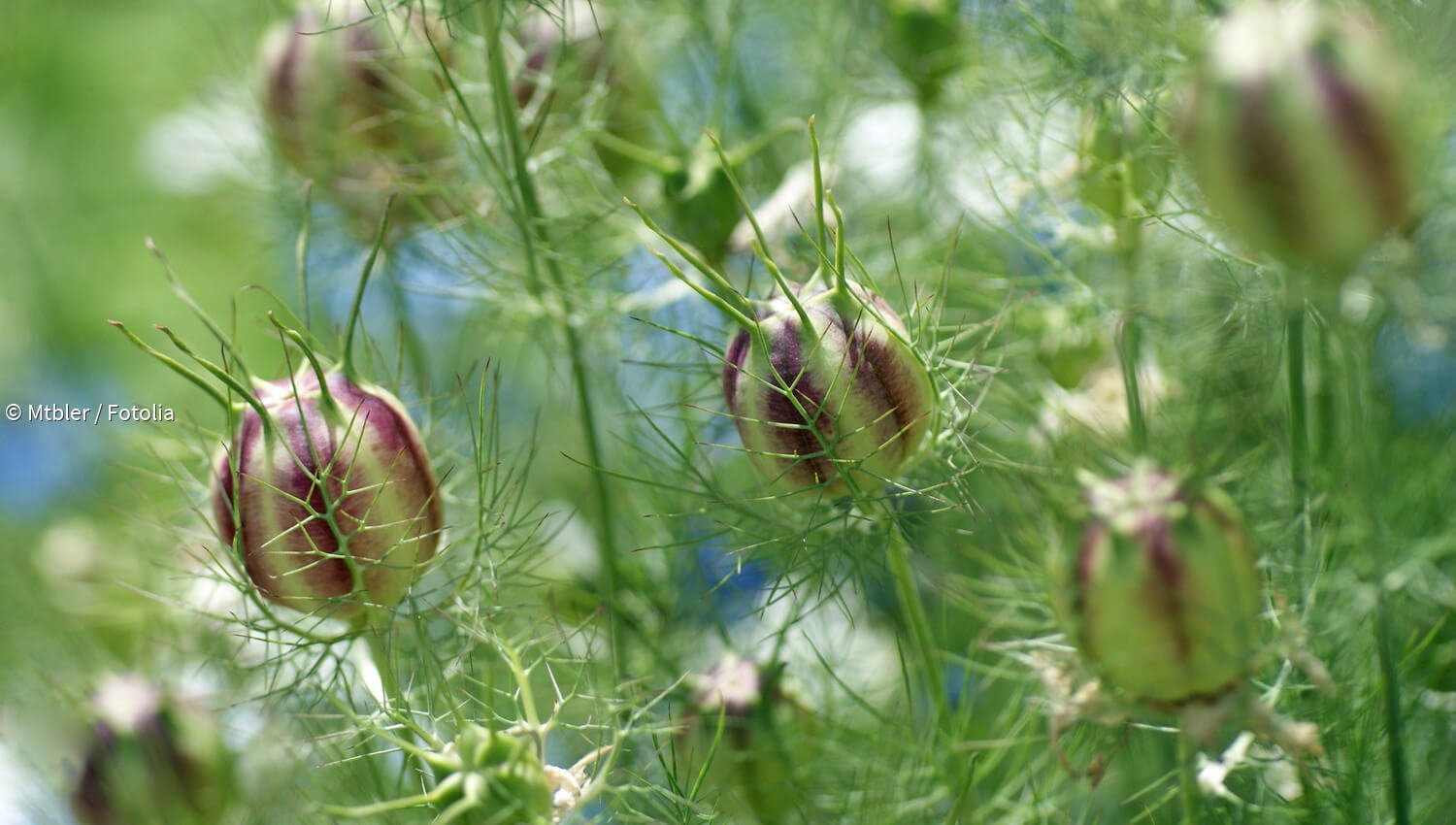 Kurzmeldungen zum Thema Kümmel - paradisi.de