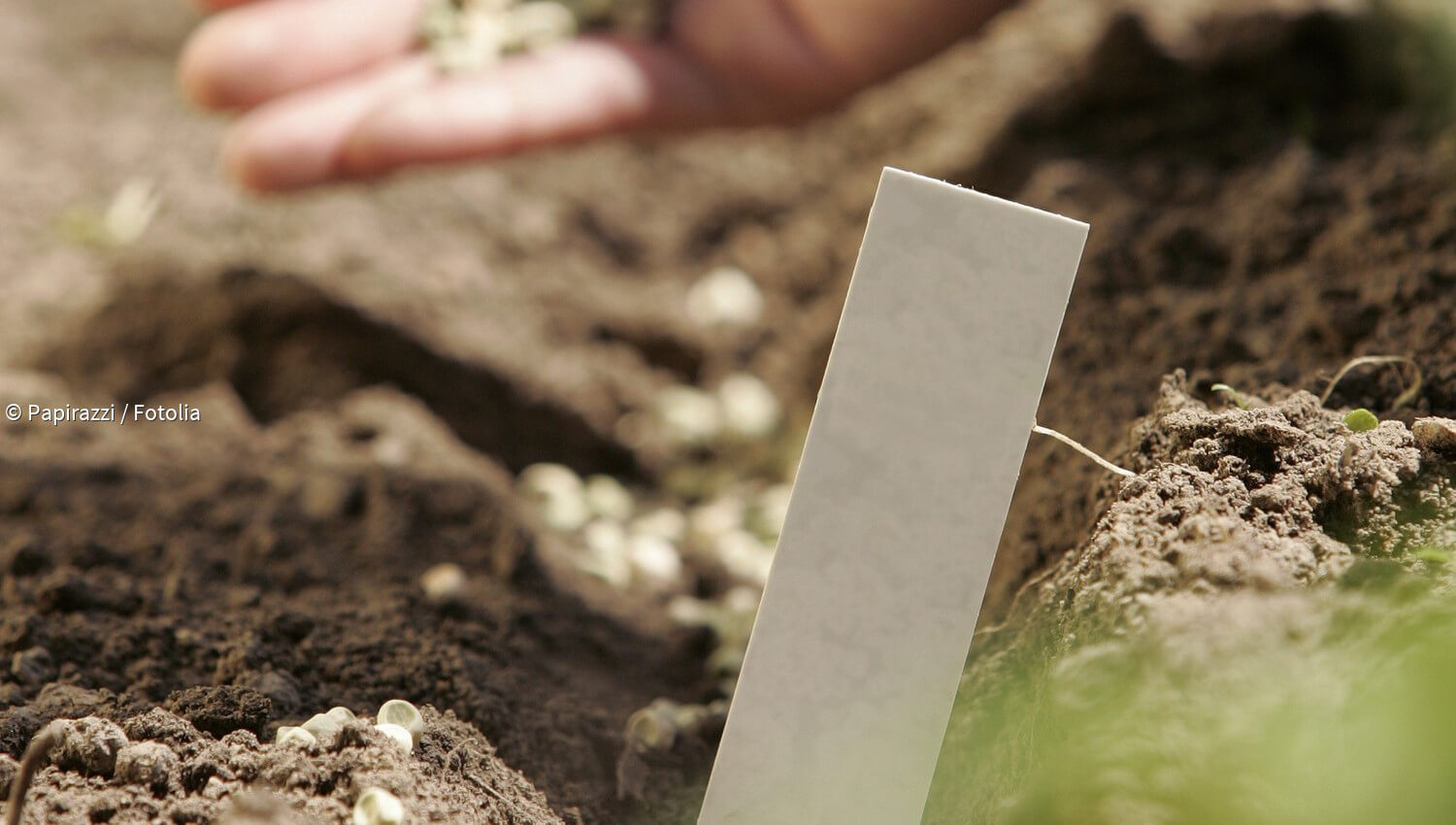 Kurzmeldungen zum Thema Säen - paradisi.de