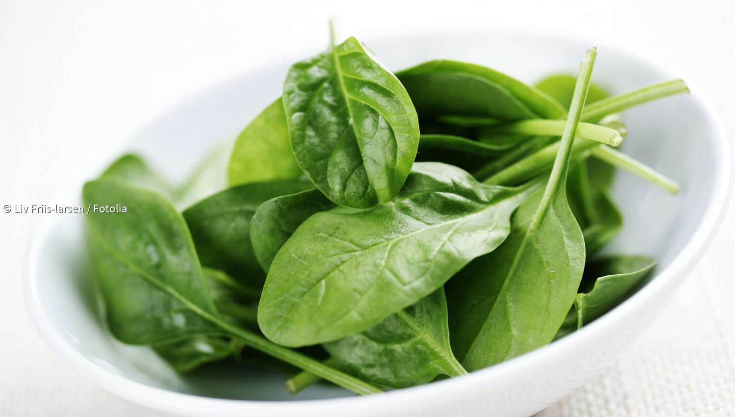 Kurzmeldungen zum Thema Spinat - paradisi.de