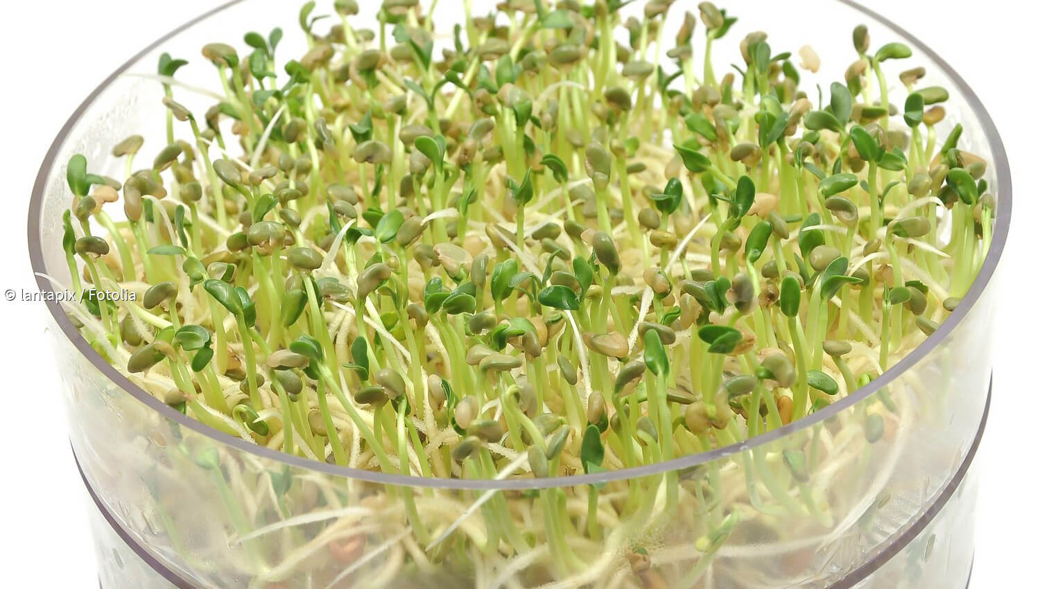 Kurzmeldungen zum Thema Sprossen (Keimlinge) - paradisi.de