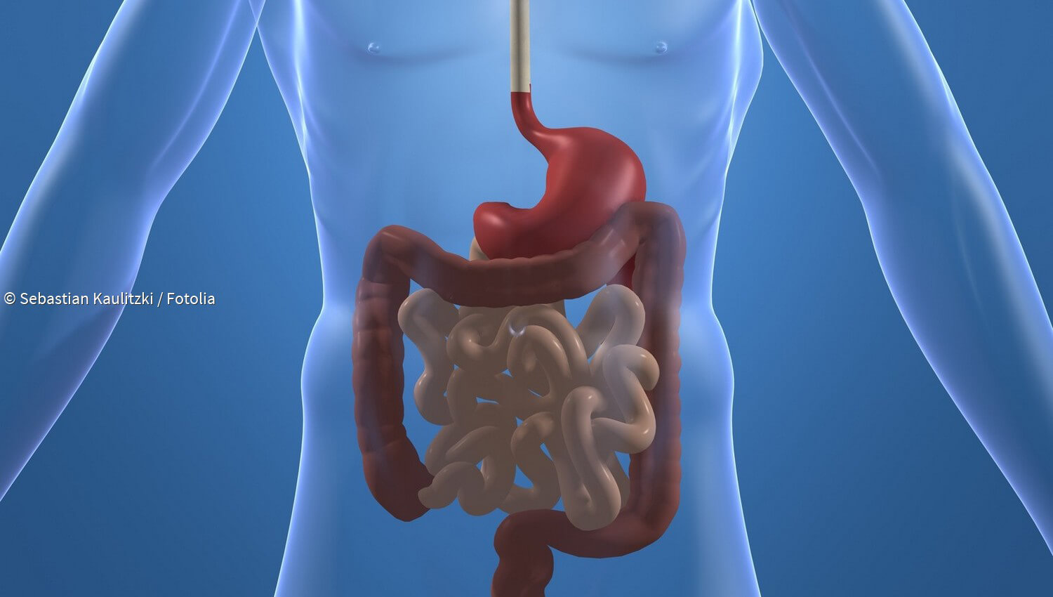 Kurzmeldungen zum Thema Verdauung - paradisi.de